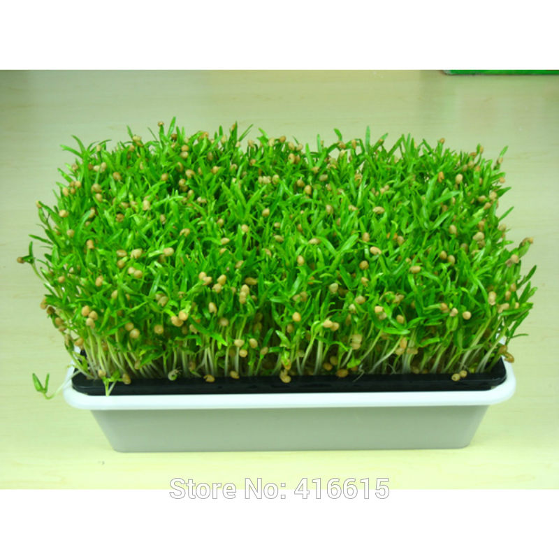 Nursery Trays Lids Durable Nursery Pots Plant Seed... – Grandado