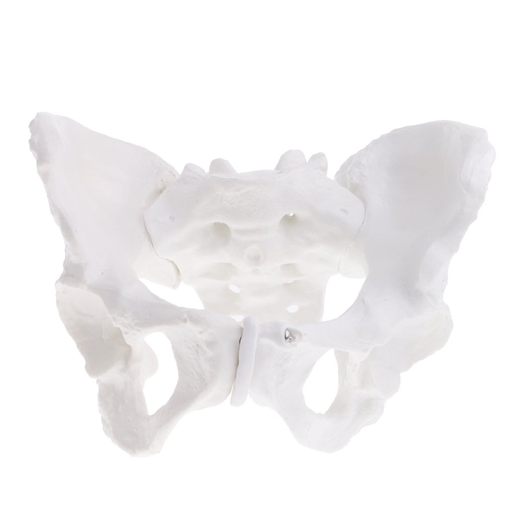 1: 1 Human Female Basin Skeleton with Coccyx Sacru... – Grandado