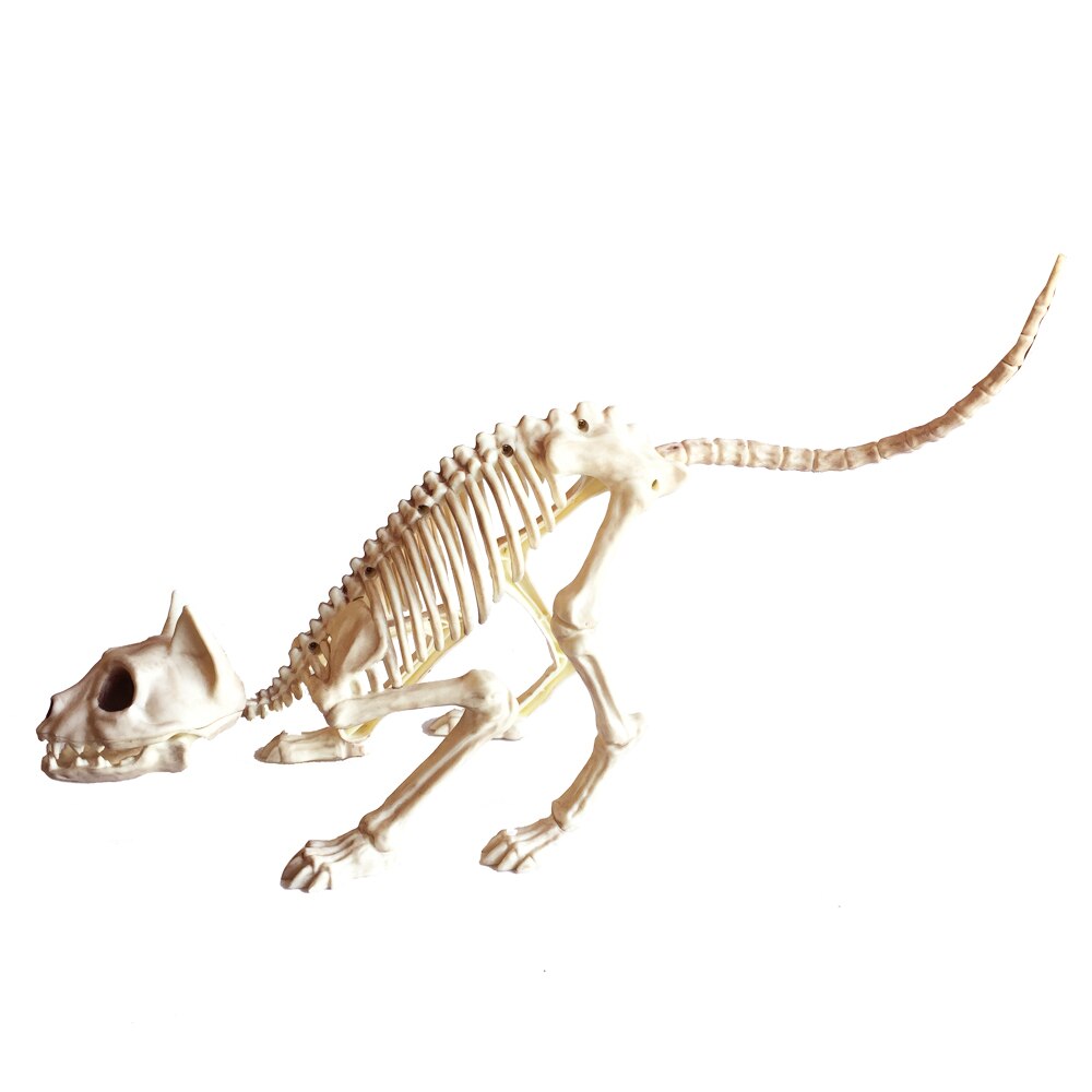 Skelet Kat 100% Plastic Dier Skeleton Bones voor E... – Vicedeal