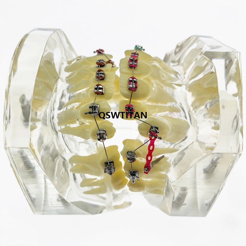 Dental Teeth Models Are Used For Teaching And Hosp... – Grandado