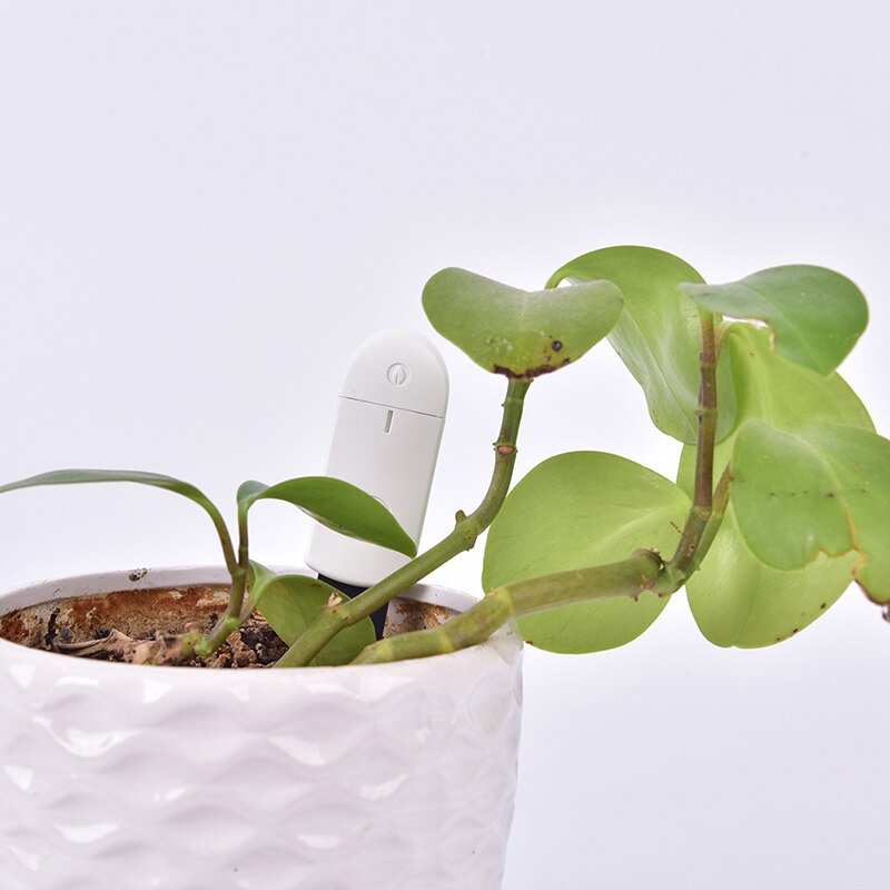 Global version flower monitor garden plants gross ... – Vicedeal