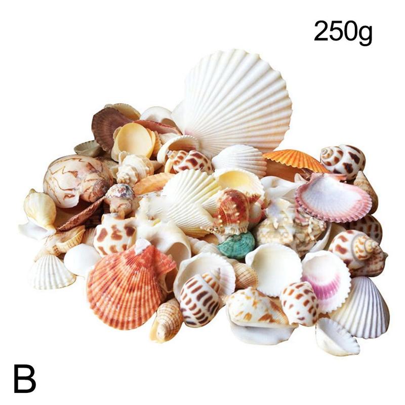 Mixed Ocean Sea Shells For Home Fish Tank Aquarium... – Grandado
