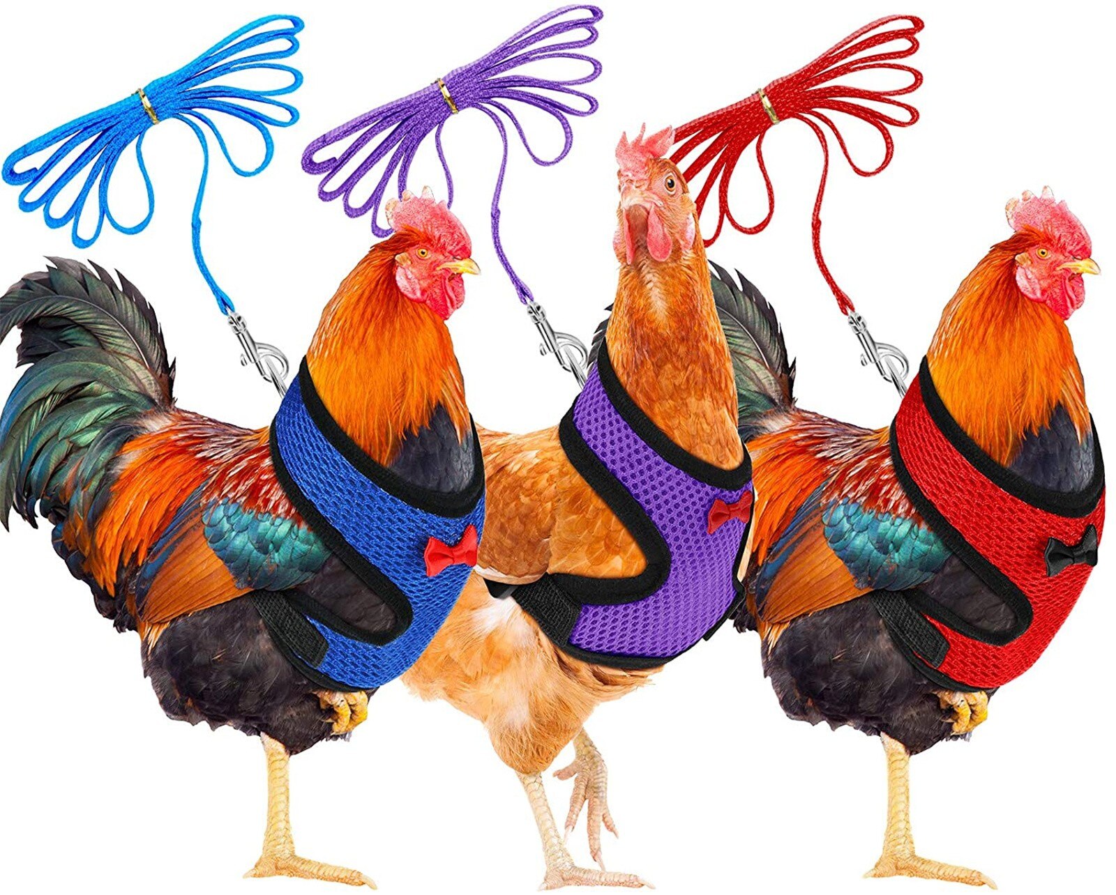 Traction Rope Chicken Rope Adjustable Chicken Rope... – Grandado