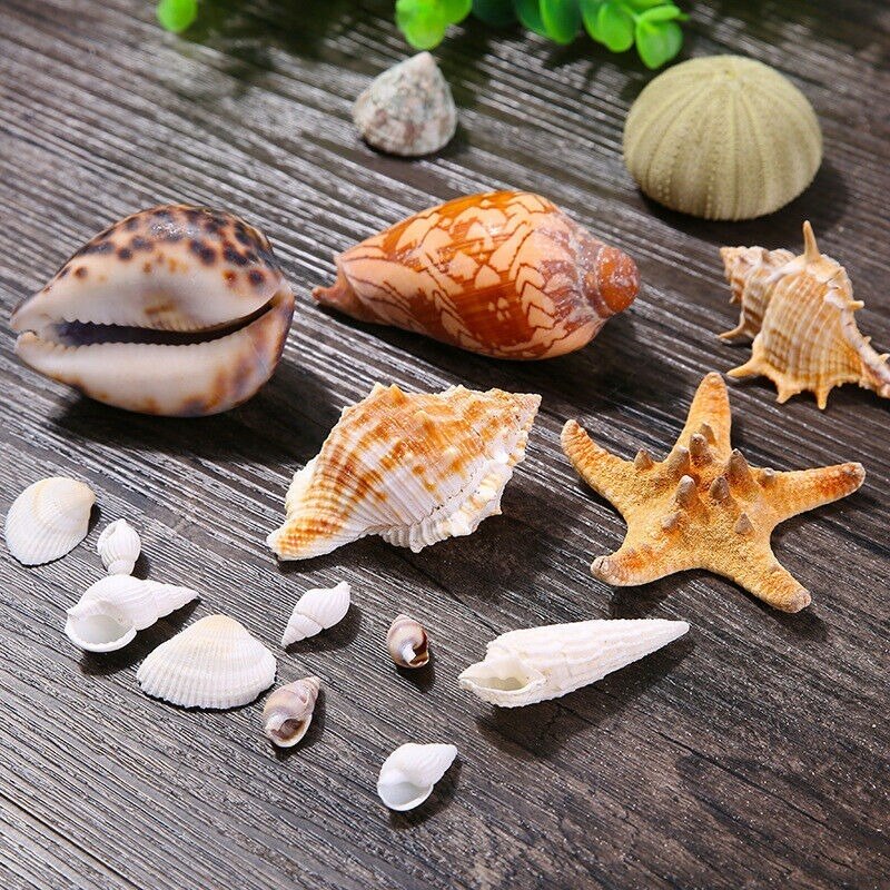 110g/150g/330g/500g Mixed Color Beach Sea Shells C... – Grandado