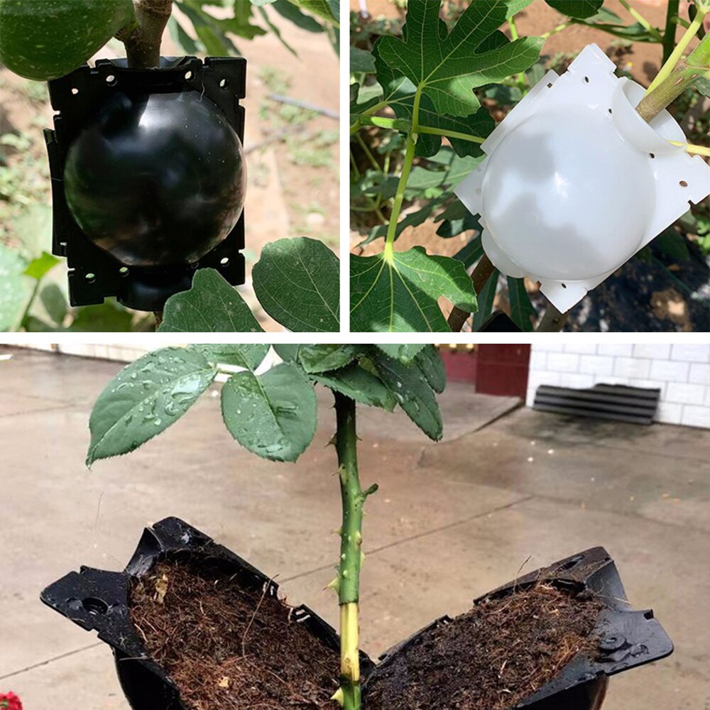 1Pc Plant Wroeten Bal Enten Wroeten Groeiende Doos... – Grandado