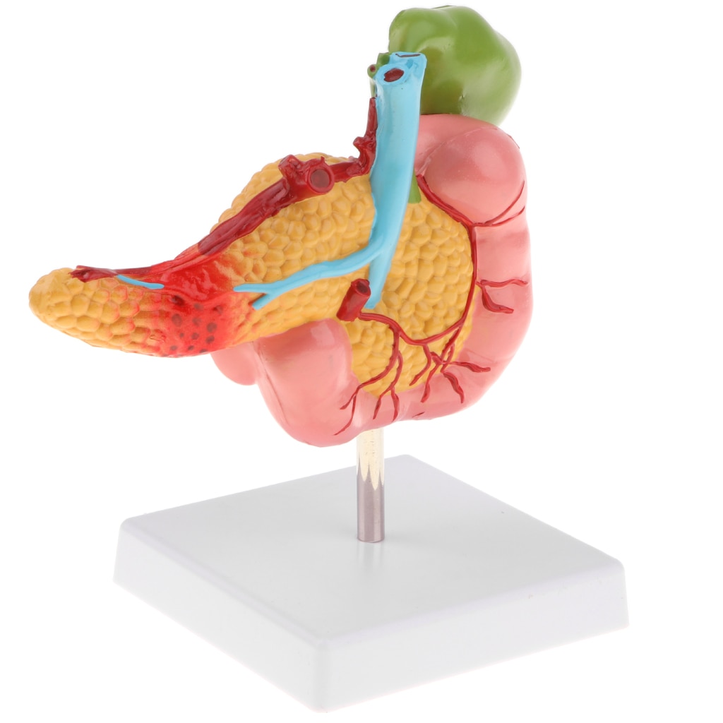 1:1 Life Size Anatomical Human Pancreas Duodenum G... – Grandado