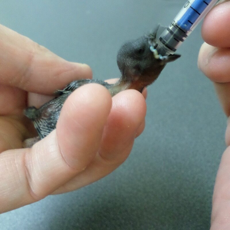 3 Pigeon Budgie Parrot Hand Rearing Food Kit Crop ... – Grandado