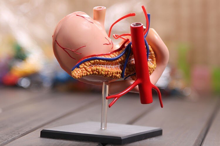 Human Anatomy model stomach anatomical model Solut... – Vicedeal