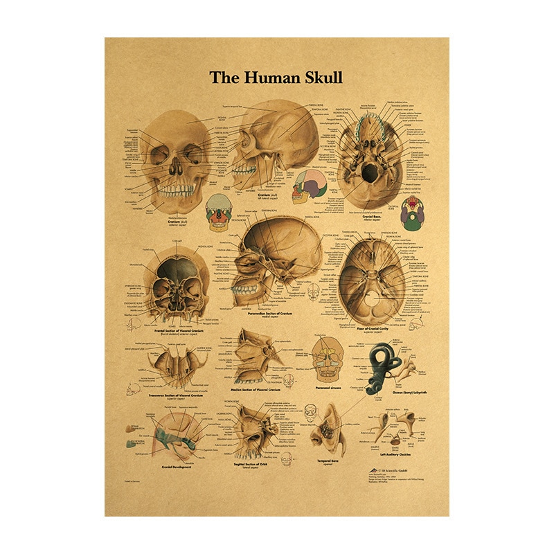 Human body illustration-skull retro poster with kr... – Vicedeal