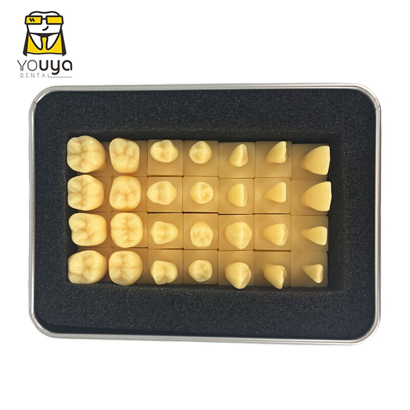 Dentist Dental Students With Tooth Structure And P... – Grandado