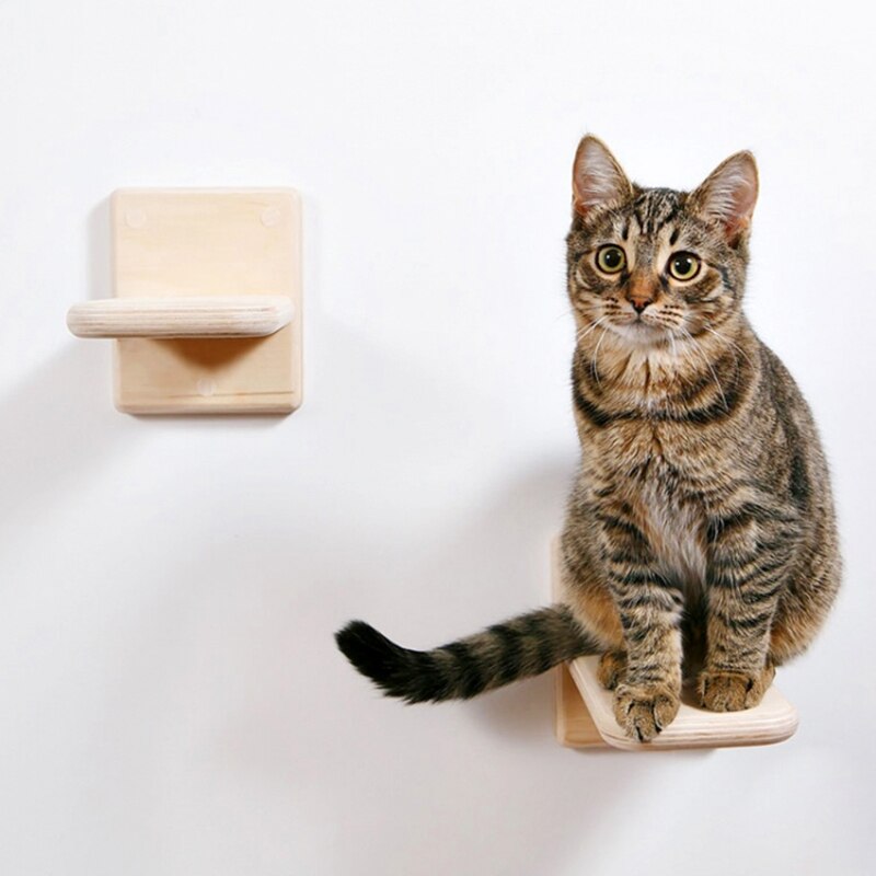 Kitten Springen Ladder Spelen Krassen Platform Wal... – Grandado