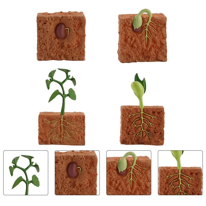2 Sets Plant Life Cycle Figurines Simulation Plant... – Grandado