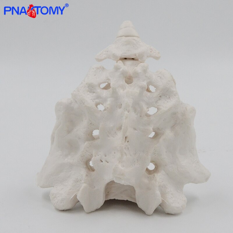 1:1 Menselijk Heiligbeen Stuitbeen Staart Bone Stu... – Vicedeal