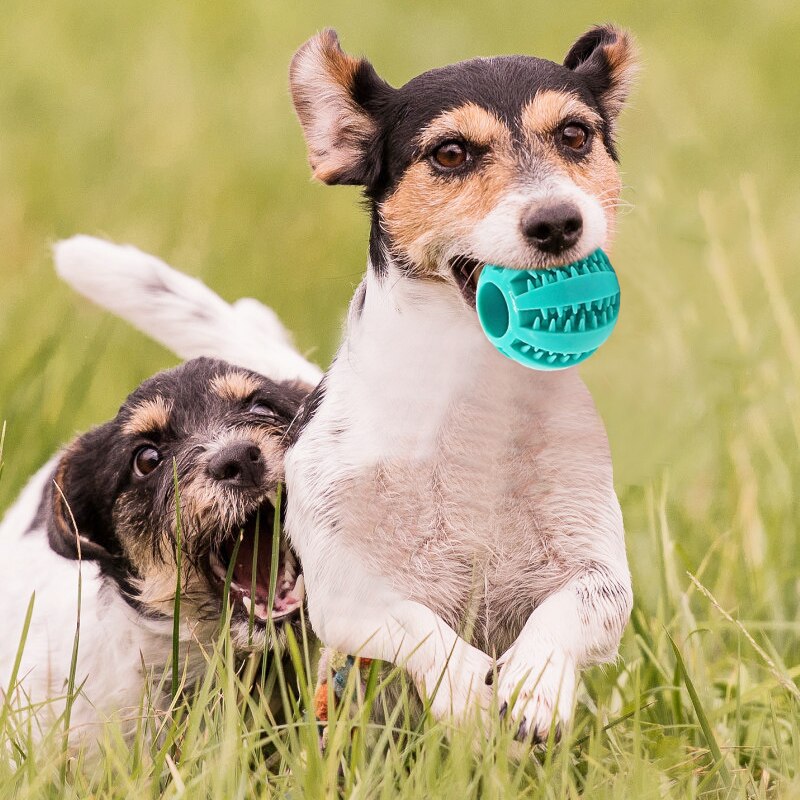 Huisdier Hond Ballen Interactieve Rubberen Ballen ... – Vicedeal