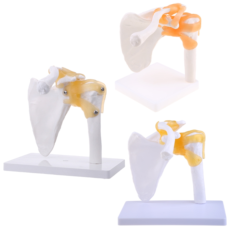 Functional Anatomical Life Size Human Anatomy Skel... – Grandado