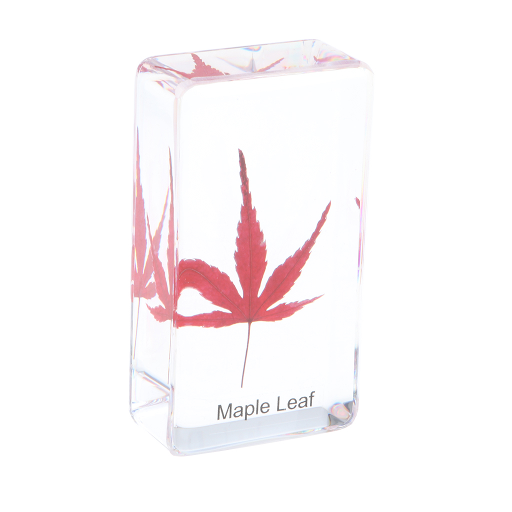 Plant Specimen Paperweight Collection - Maple Leaf – Grandado