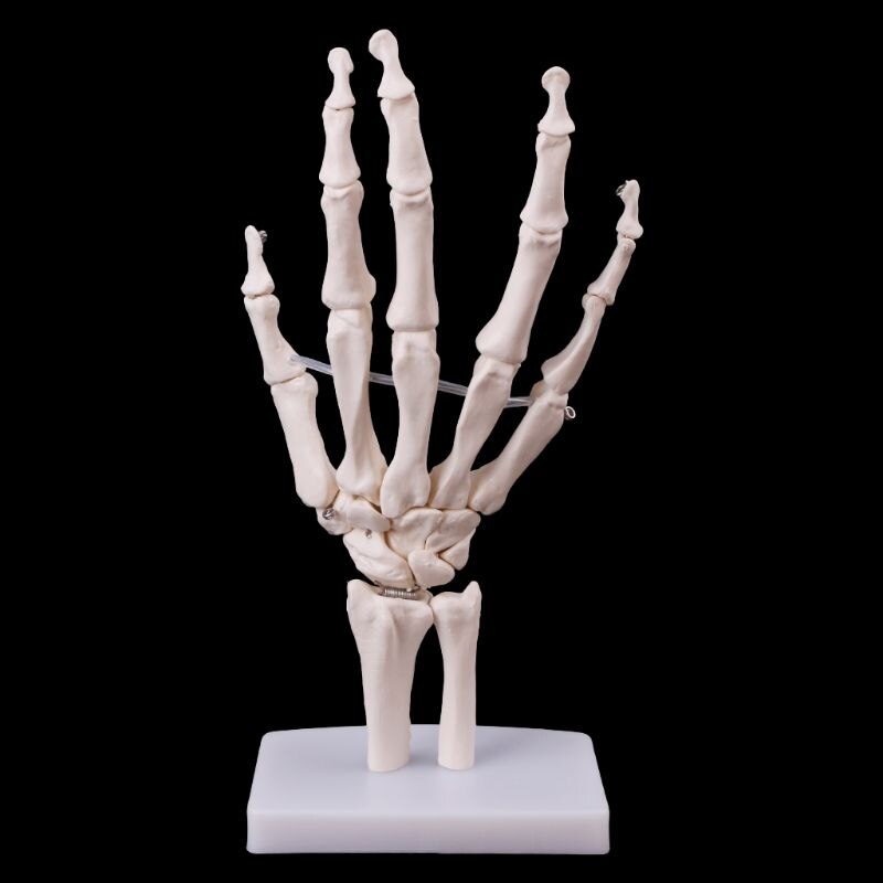 Hand Gezamenlijke Anatomisch Skelet Model Menselij... – Vicedeal