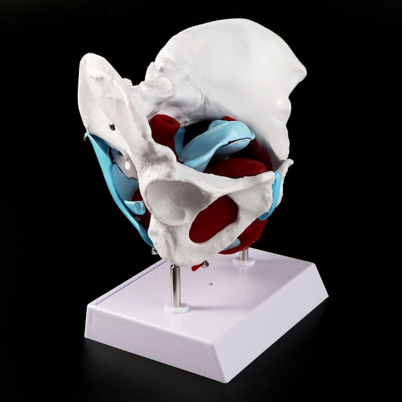 Female Pelvis Pelvic Floor Muscle Model Uterus Ova... – Vicedeal