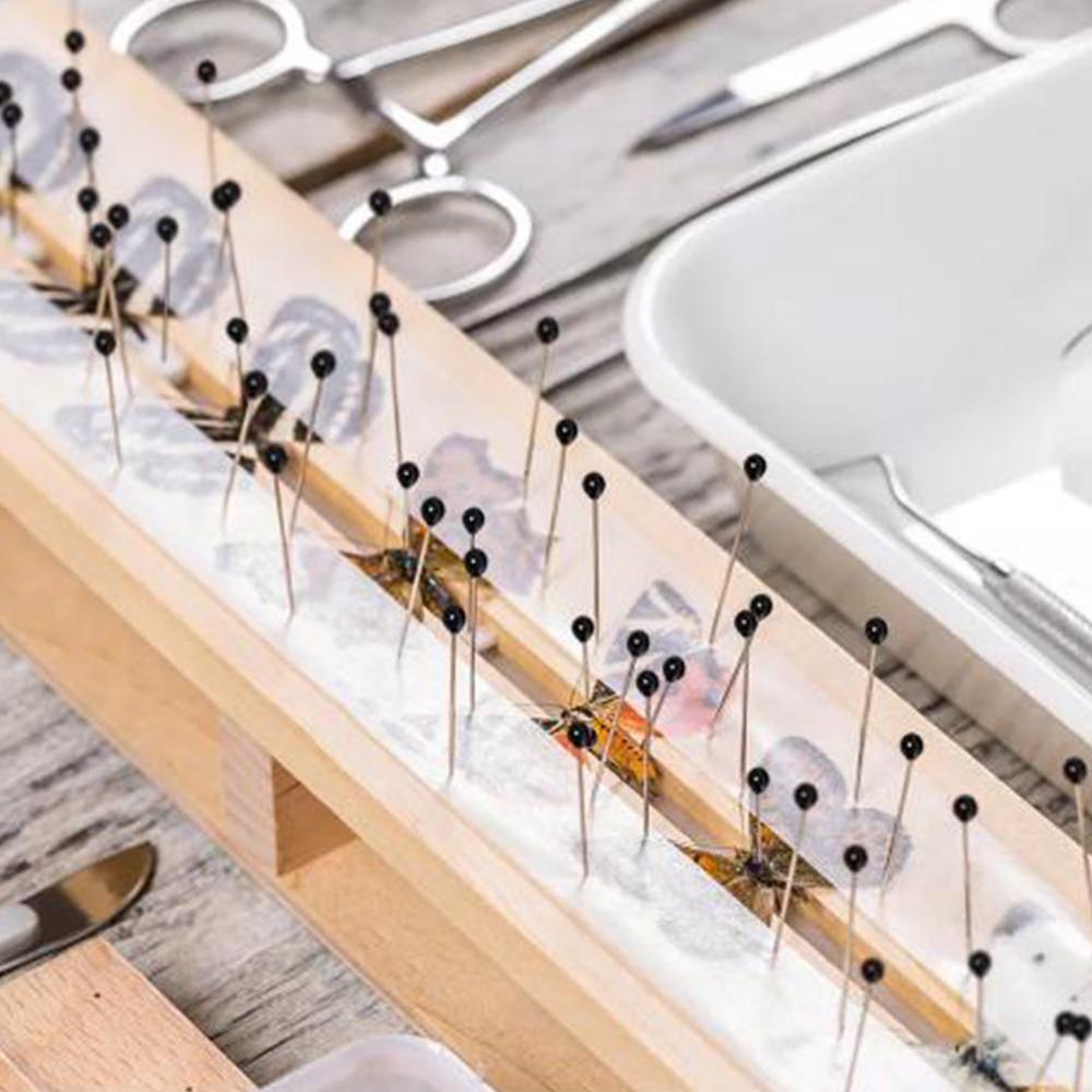 100 Pcs Insect Pins Specimen Needle Stainless Stee... – Grandado