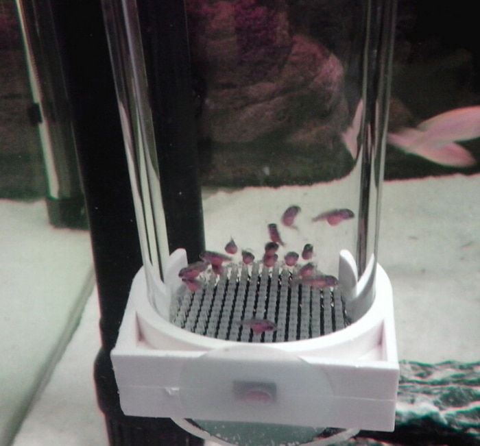 Practical Magic Tumbler Incubator Aquarium Fish Ha... – Grandado