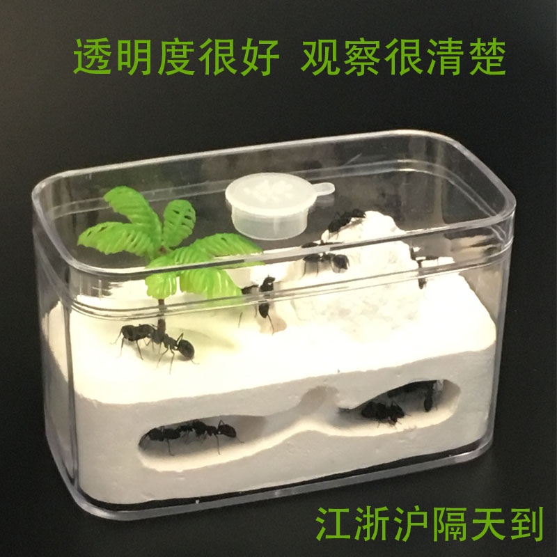 Pet Ant Living Gypsum Nest Ant Castle Ant Workshop... – Vicedeal Pet Ant Living Gypsum Nest Ant Castle Ant Workshop... – Vicedeal