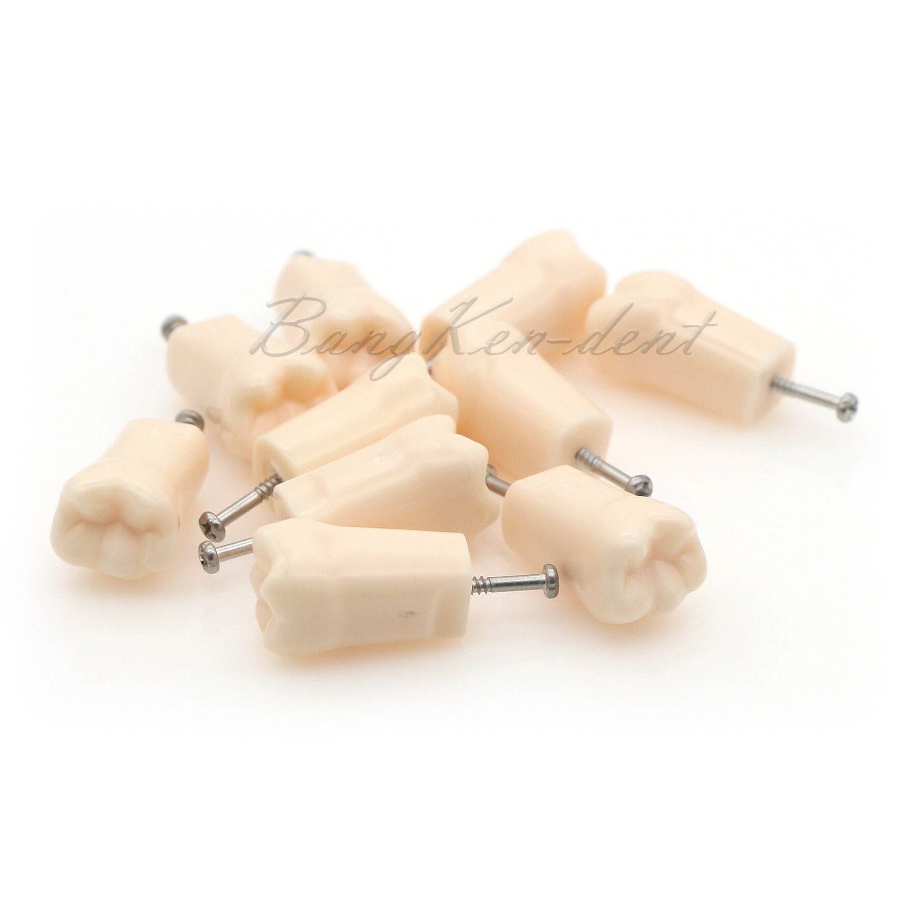 10Pcs Dental Replacement Practice Screw-in Lower L... – Grandado