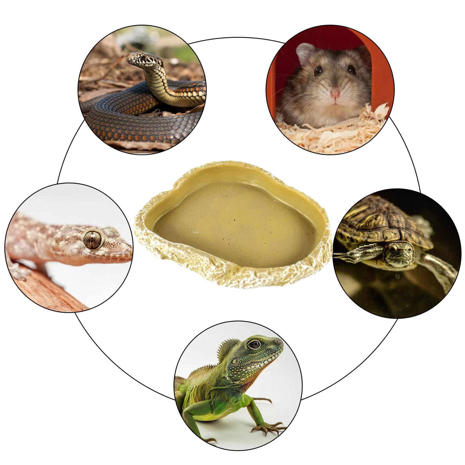 Amphibian Reptile Food Bowl Terrarium Water Dish M... – Vicedeal