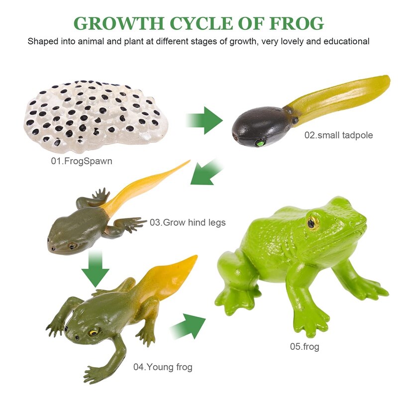 3 Sets Simulation Frog Life Cycle Figures Growth S... – Grandado