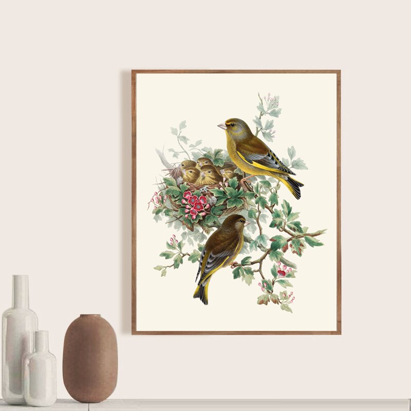 Bird Botanical Poster Greenfinch Bird Antique Illu... – Vicedeal
