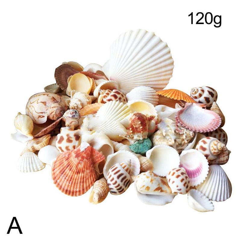 Mixed Ocean Sea Shells For Home Fish Tank Aquarium... – Grandado