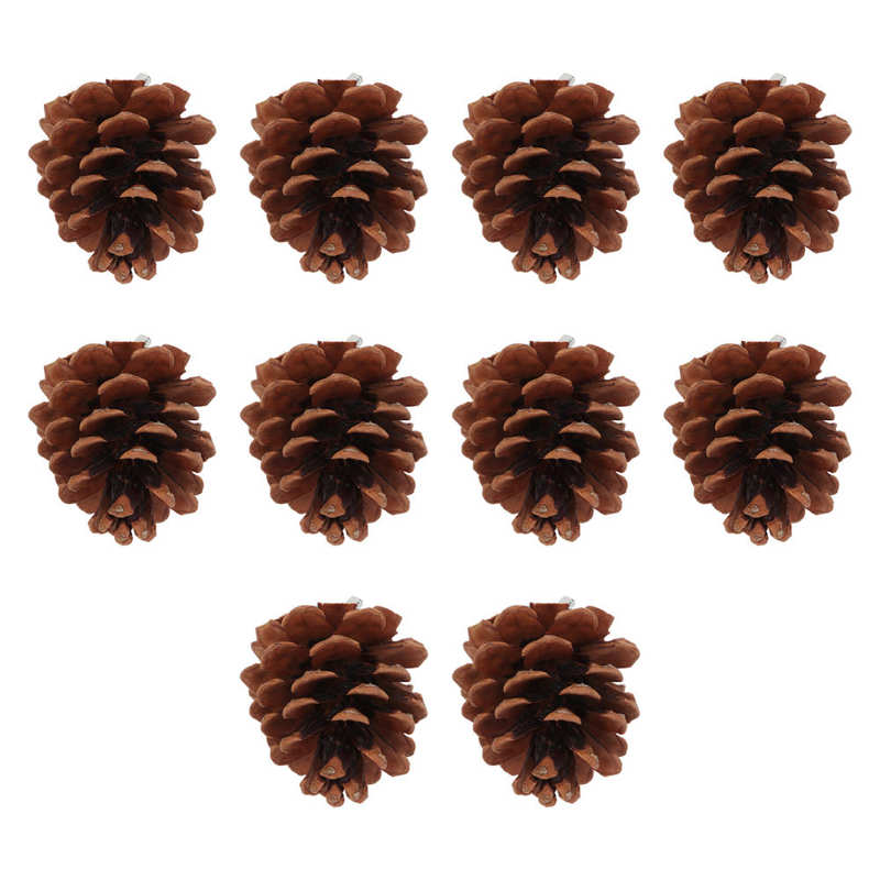Parrots Chewing Pine Cones Bite Resistant Bird Mol... – Vicedeal