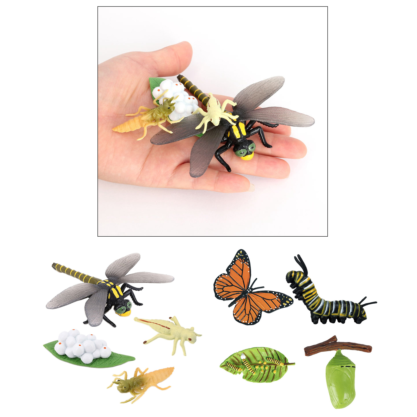 Plastic Animals Life Cycle Growth Cycle Biological... – Vicedeal