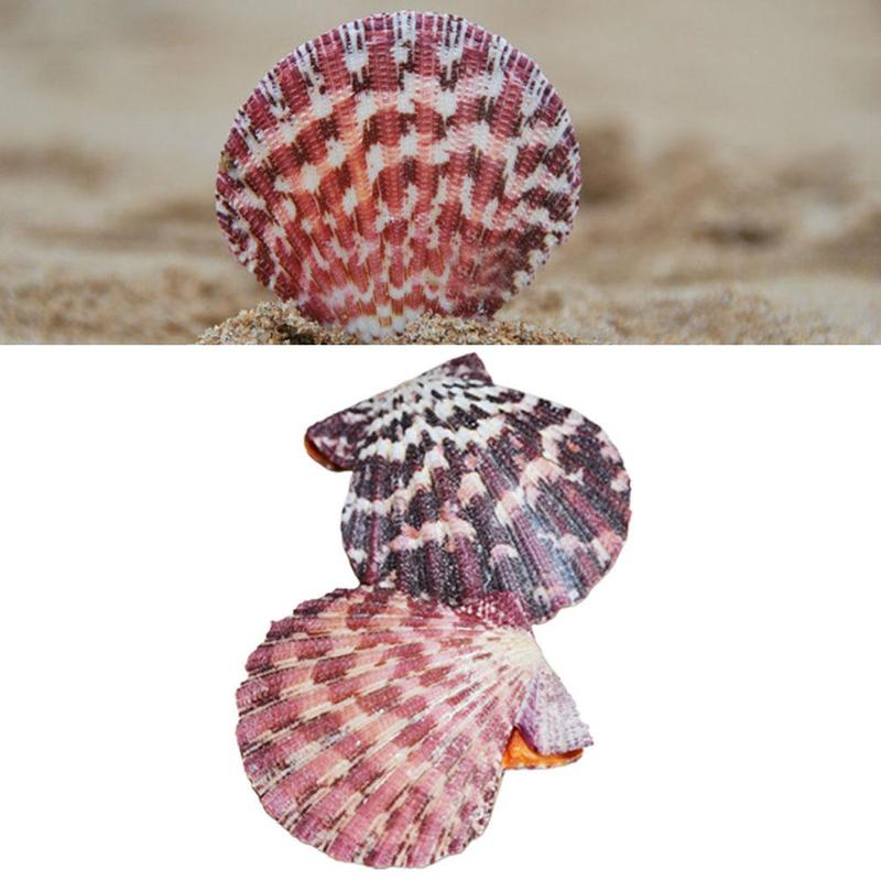 Color Oil Painting Scallops Color Shells Home Deco... – Grandado