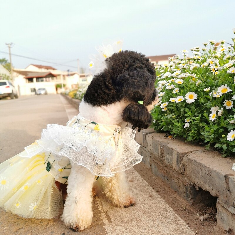 Schattige Puppy Hond Bruiloft Jurk Geel Kant Daisy... – Vicedeal Schattige Puppy Hond Bruiloft Jurk Geel Kant Daisy... – Vicedeal