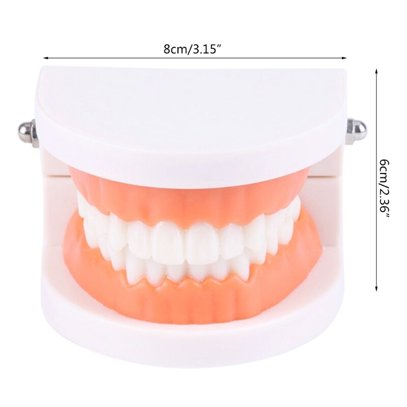 Standard Teeth Model Adult Standard Typodont Demon... – Grandado