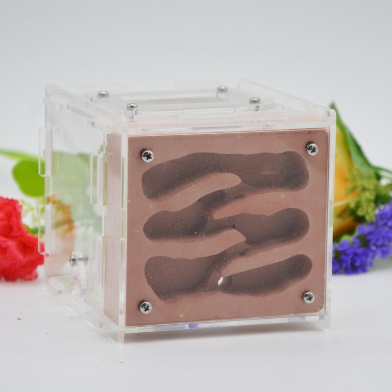 Plaster Ant Nest Acrylic Ant Farm Ants Queen House... – Grandado