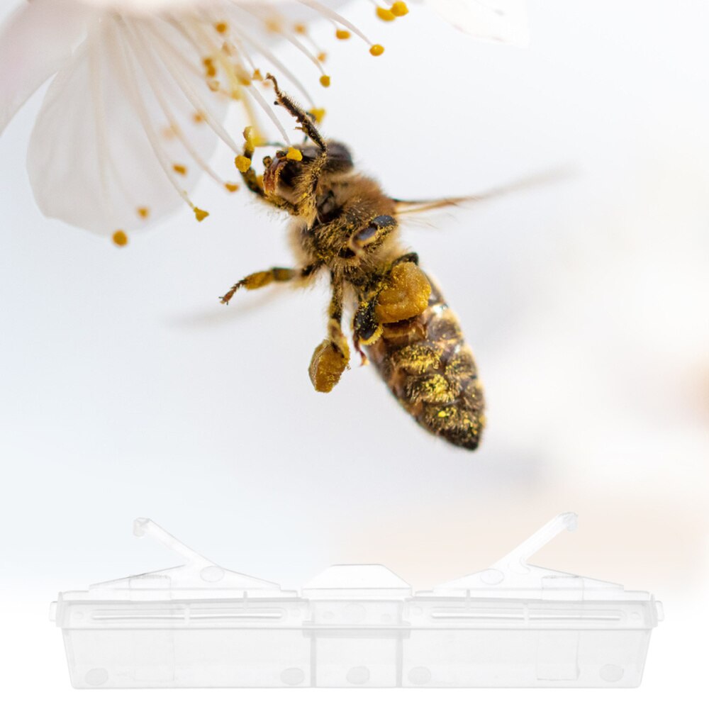 12Pcs Beetle Trap Easy To Use Beetle Catcher Beeke... – Grandado