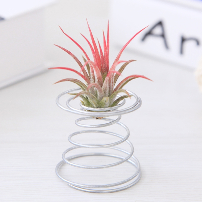 Air Plant Spring Wire Tabletop Tillandsia Holder Miniature Gardening ...