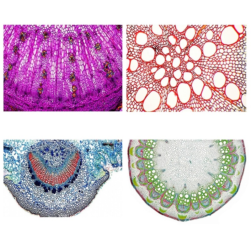 Monocular Biological Microscope 1600X HD Microscop... – Grandado