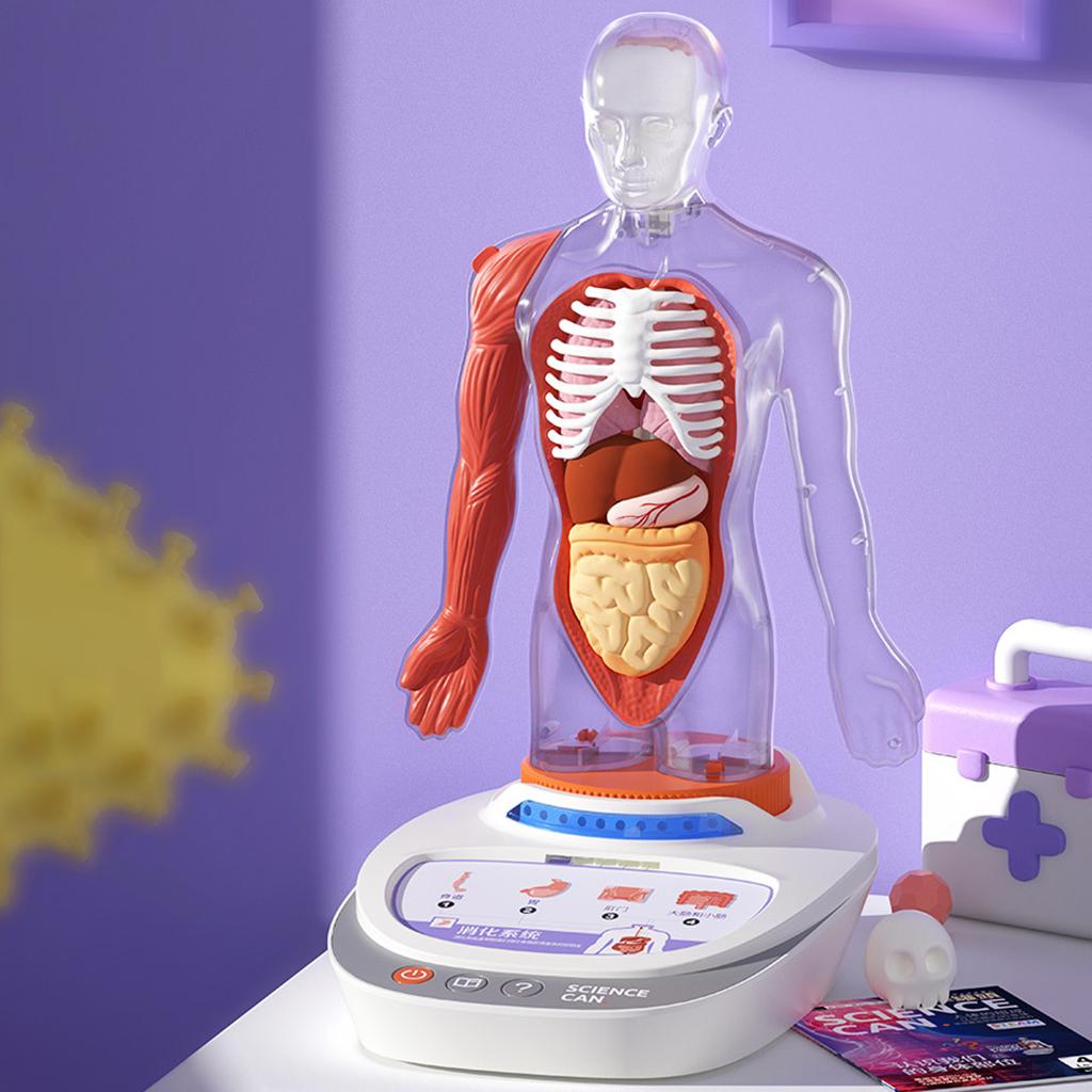 Human Torso Body Anatomy Model 360° Rotating Base ... – Vicedeal