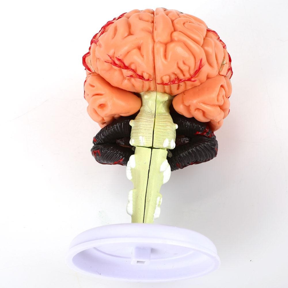 4D Gedemonteerd Anatomisch Brain Model Van Menseli... – Grandado