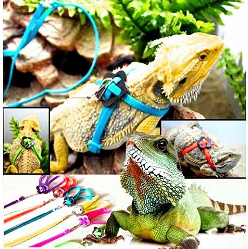 Lizard leather traction rope climbing pet out wing... – Grandado