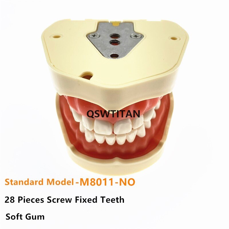 Dental Teaching Model Dental Model Dental phantom ... – Vicedeal