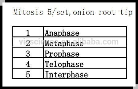 5pcs/set plant mitosis slides set of onion root ti... – Vicedeal