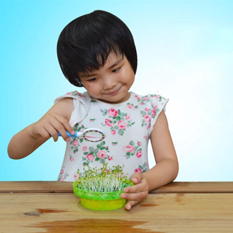 STEM Science Technology Toy Plant DIY Seed Petri D... – Grandado