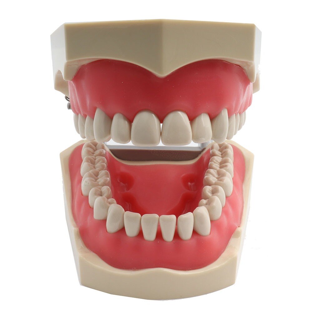 ADC Accredited Model Dental Teeth Model Dental Tea... – Vicedeal