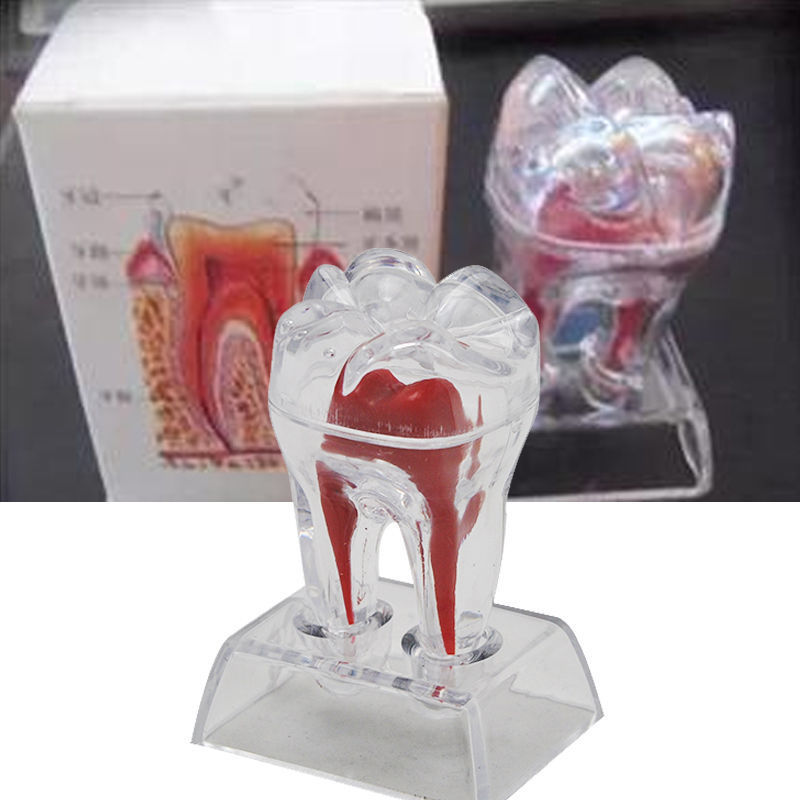 Dentist Dental Crystal Base Hard Plastic Teeth Too... – Vicedeal
