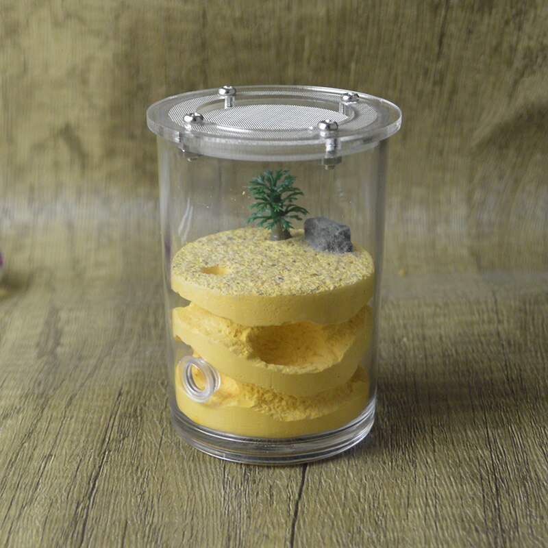 Søt maur kopp reir akryl dekke gips kopp maur rede... – Grandado