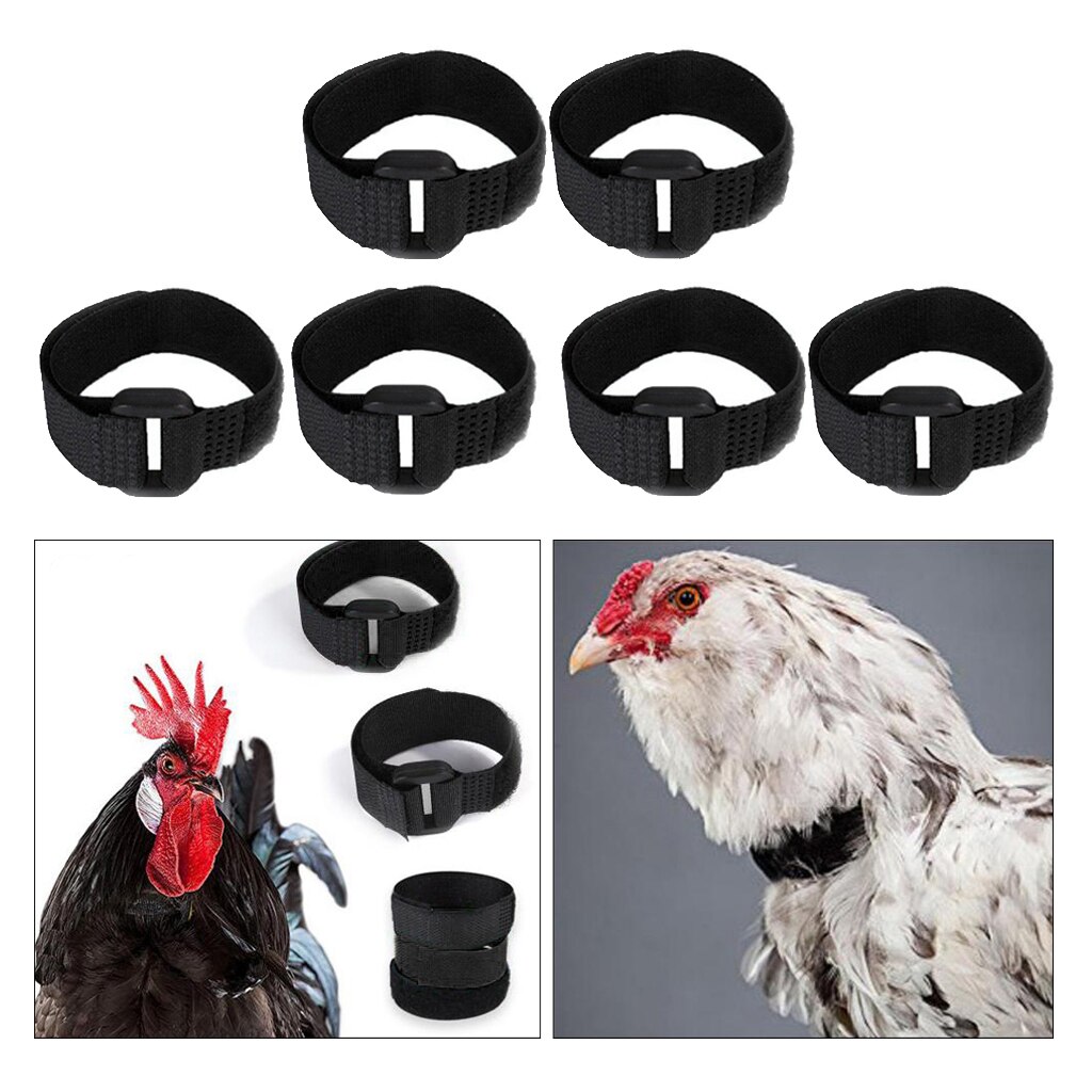 6 Pieces Chicken Collar Prevent Rooster from Screa... – Grandado