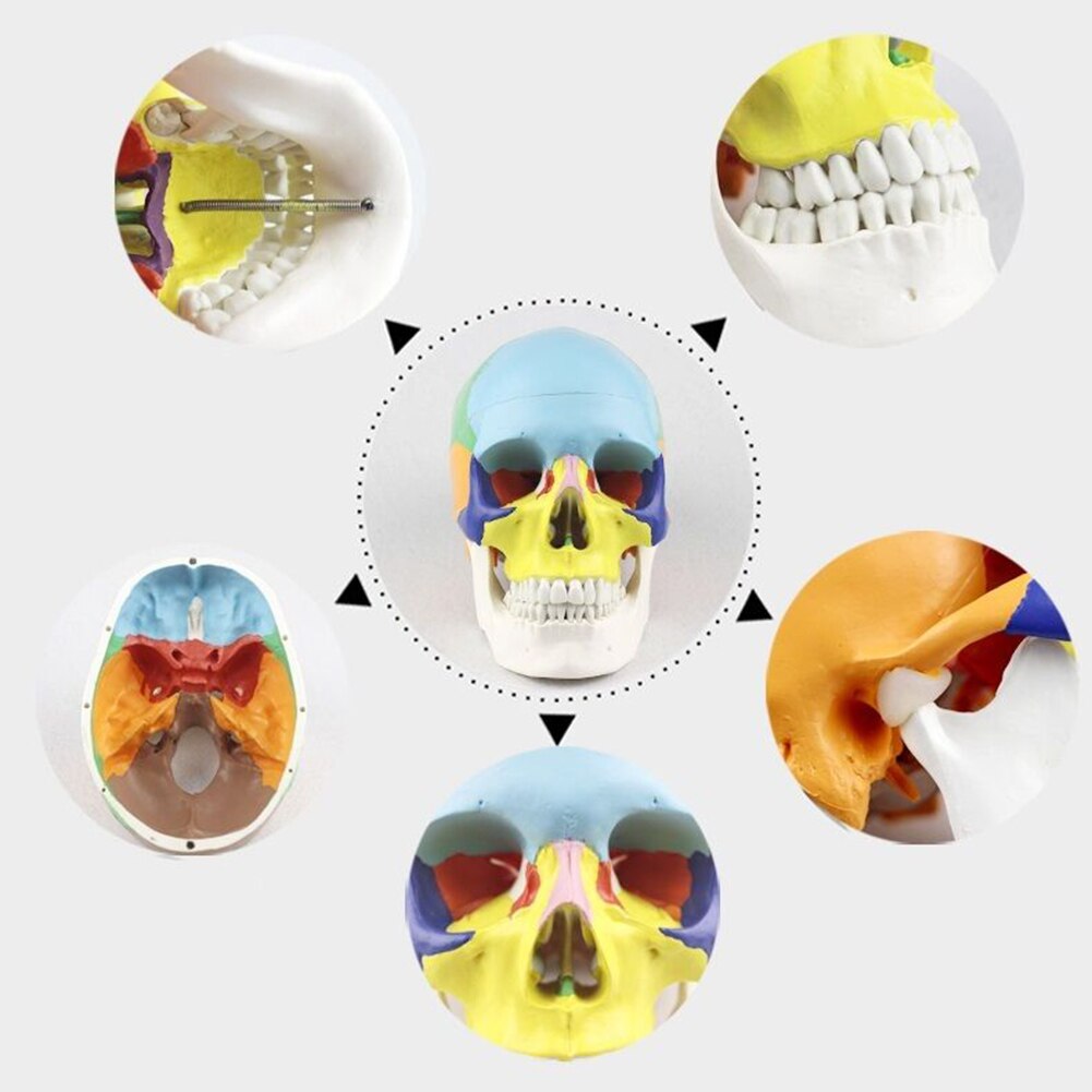 Colored Skull Model Sectioned Head Model Teaching ... – Vicedeal